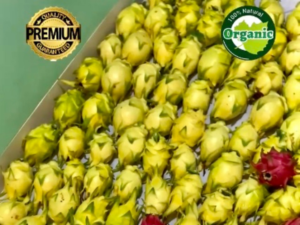 Buah Naga Kuning Disapa Buah Sultan Guys - Sumber : Bisnistoday.co.id ...